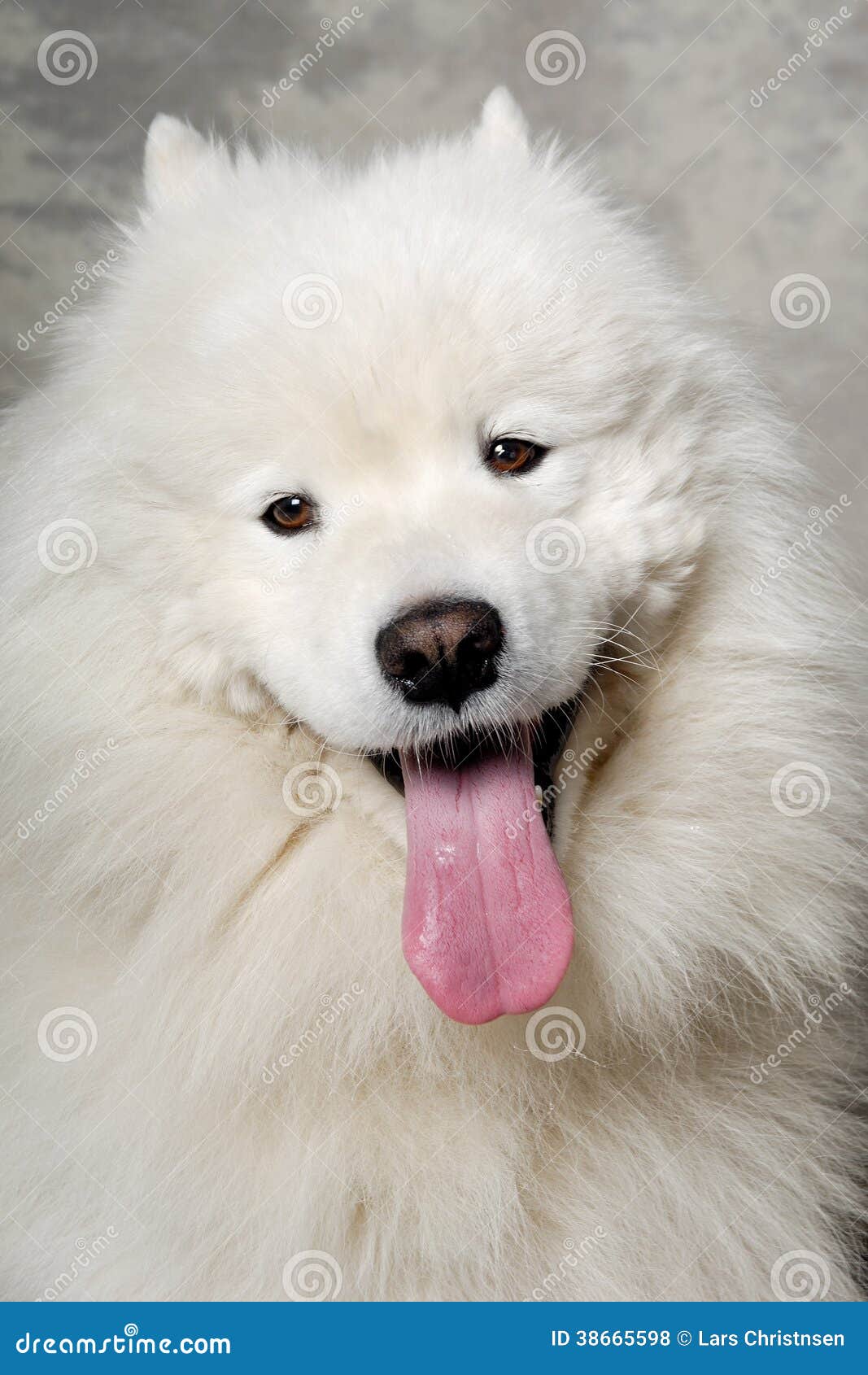 Face of samoyed dog stock photo. Image of creature, cute - 38665598