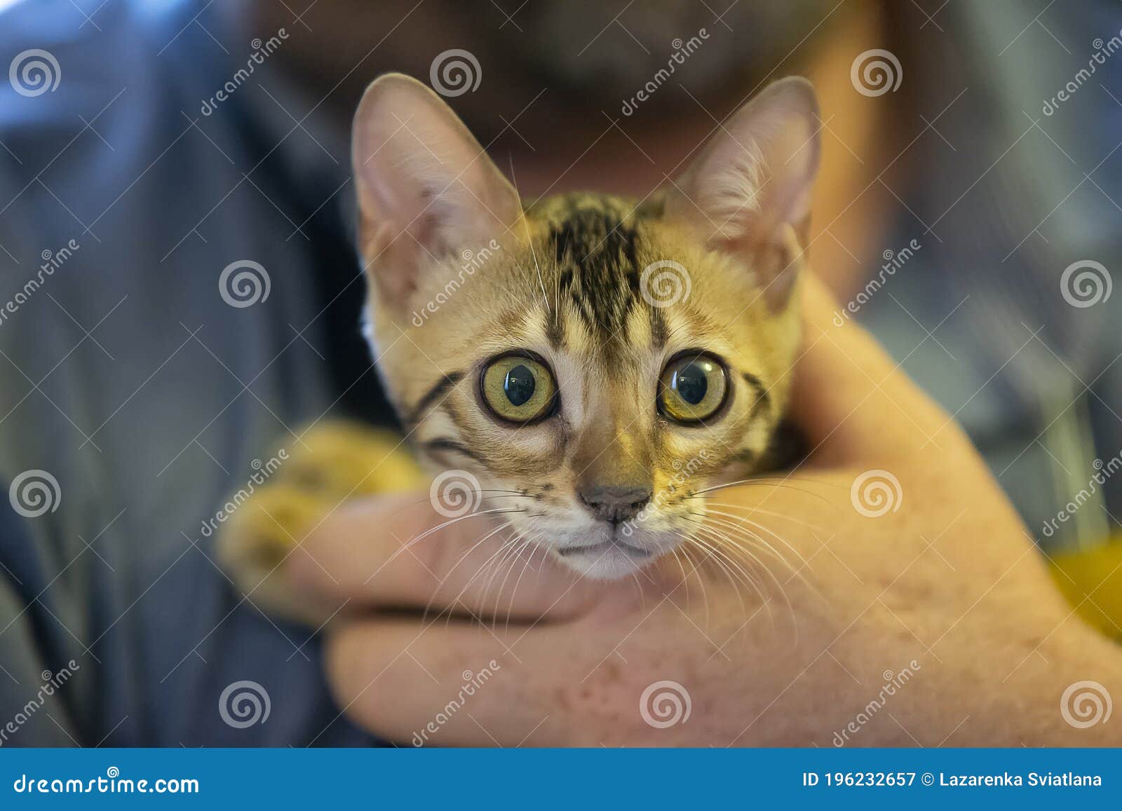 The Face of a Scared Kitten Stock Image - Image of beautiful, feline ...
