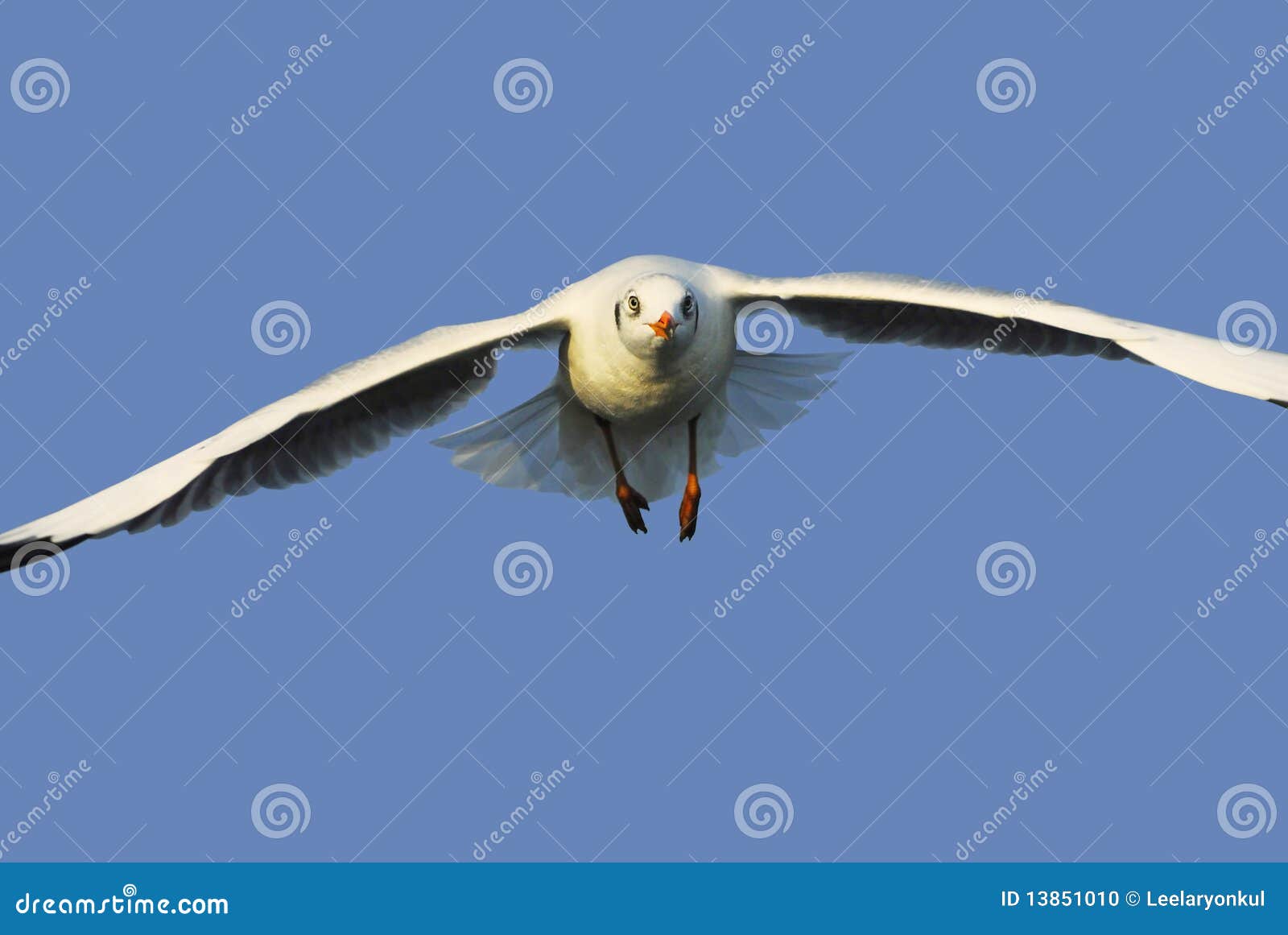 Face of a seagull stock photo. Image of wing, wildlife - 13851010