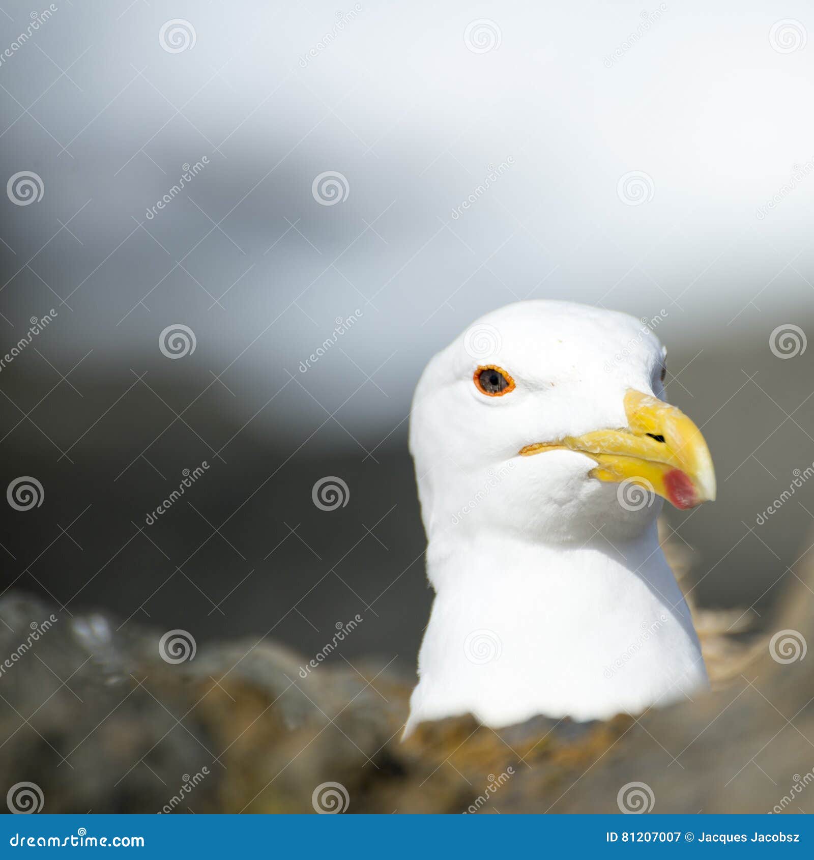 Face of a Seagull stock image. Image of protecting, indian - 81207007