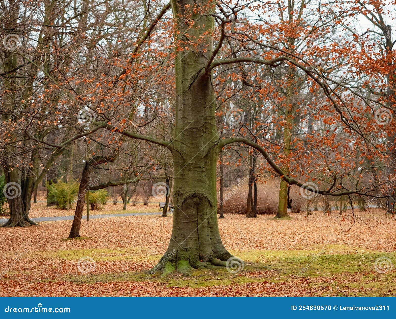 Face Shape with Moss on a Forest Tree Trunk Stock Photo - Image of ...
