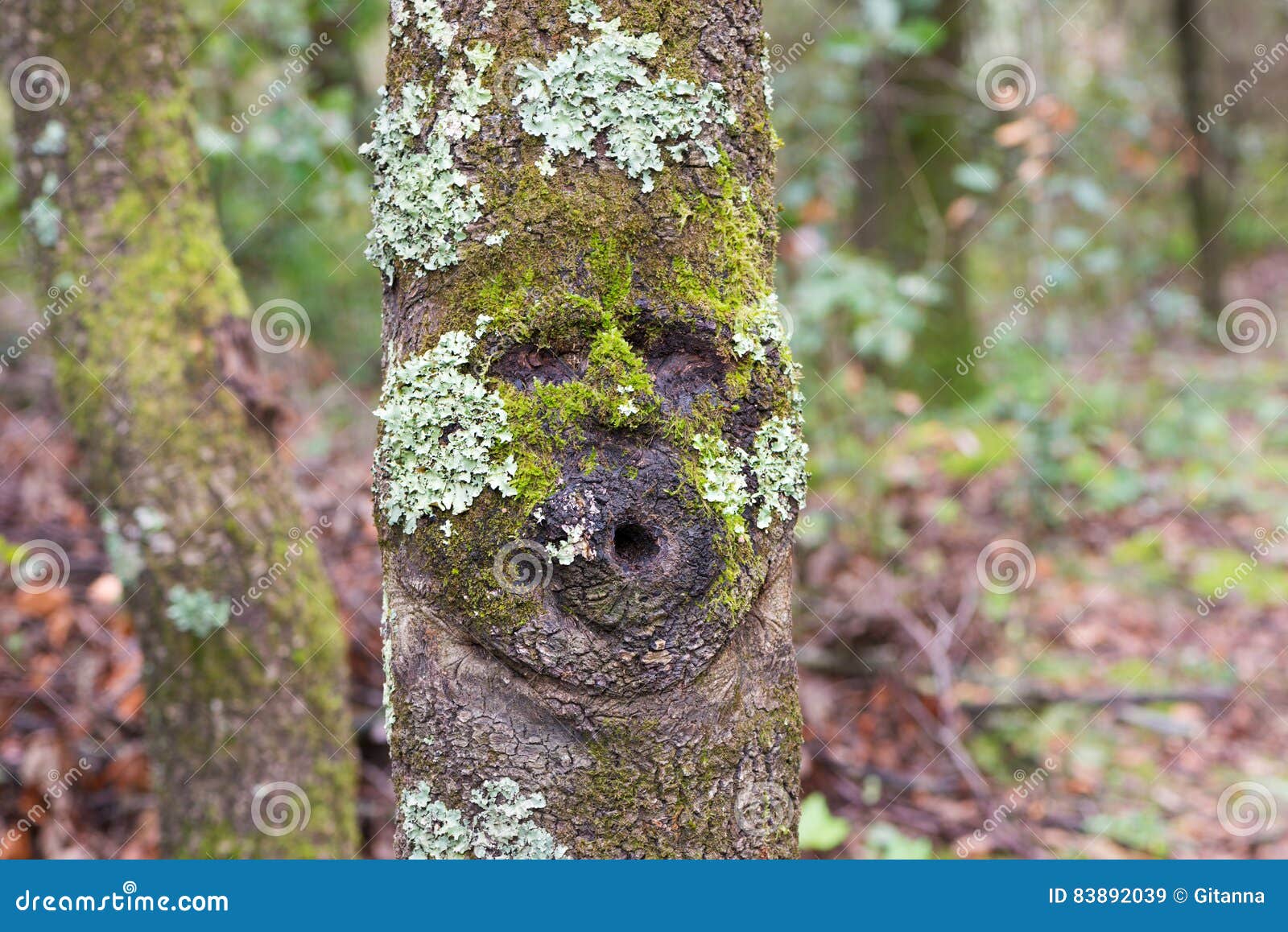 Face shape on tree stock image. Image of dark, nature - 83892039