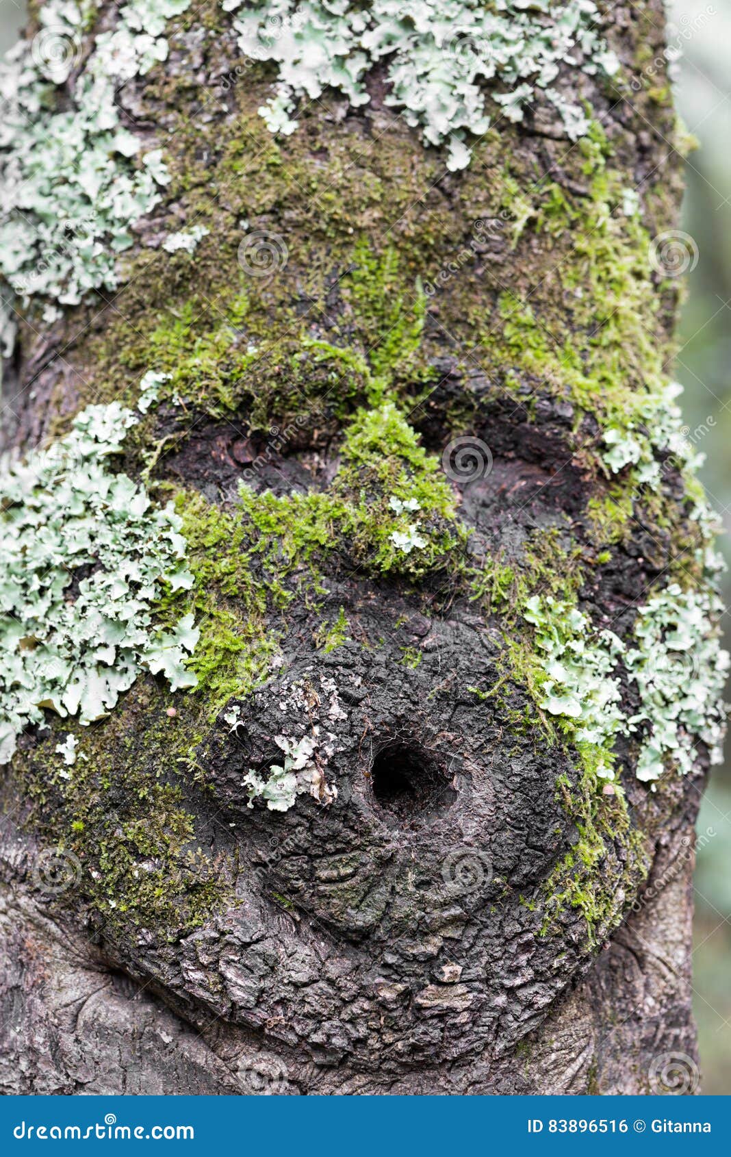 Face shape on tree stock photo. Image of magical, forest - 83896516