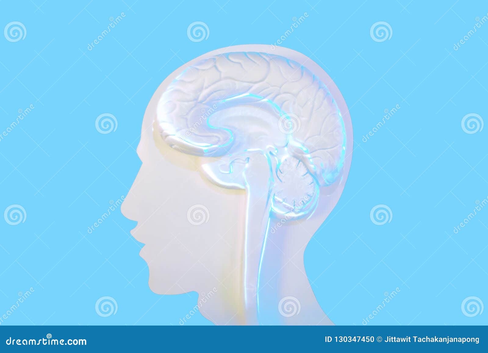 Face Shapes and Brain are the Main Components of the Work. Stock ...