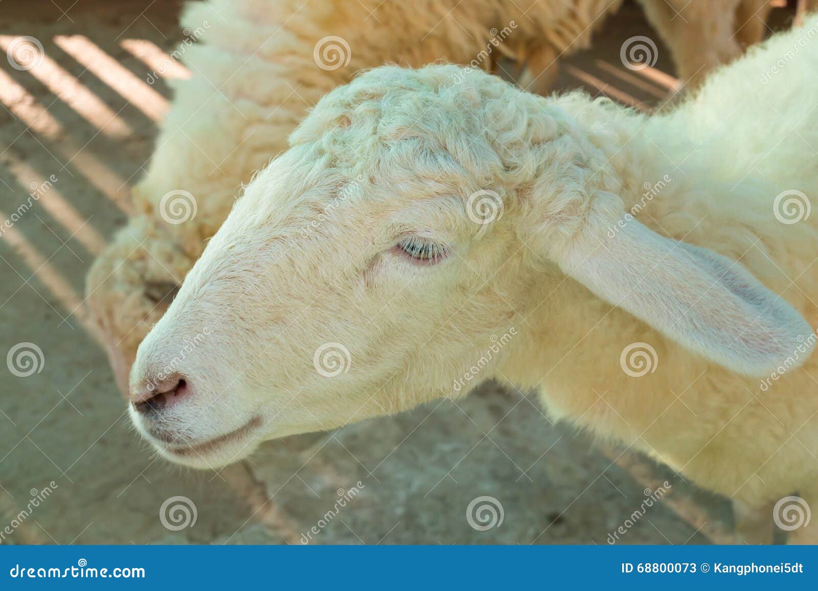 Face of a sheep in a cage stock image. Image of lamb - 68800073