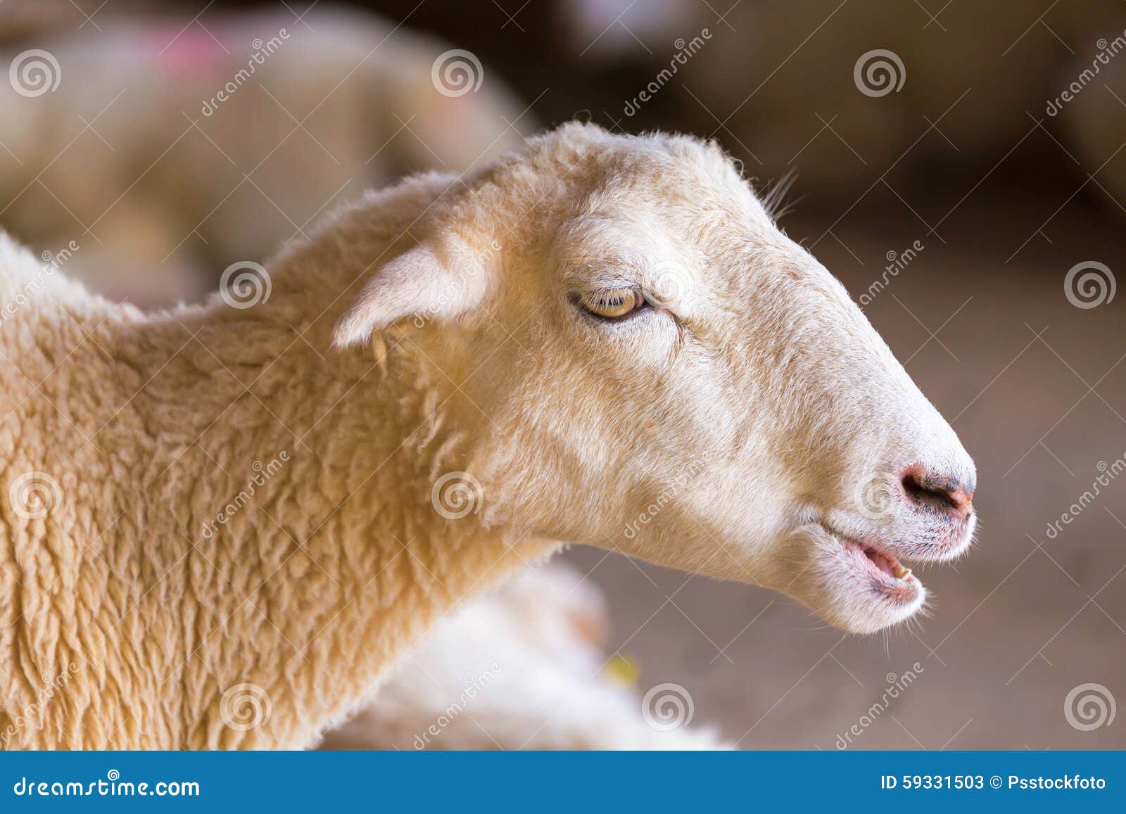 Face of sheep stock image. Image of cute, summer, white - 59331503