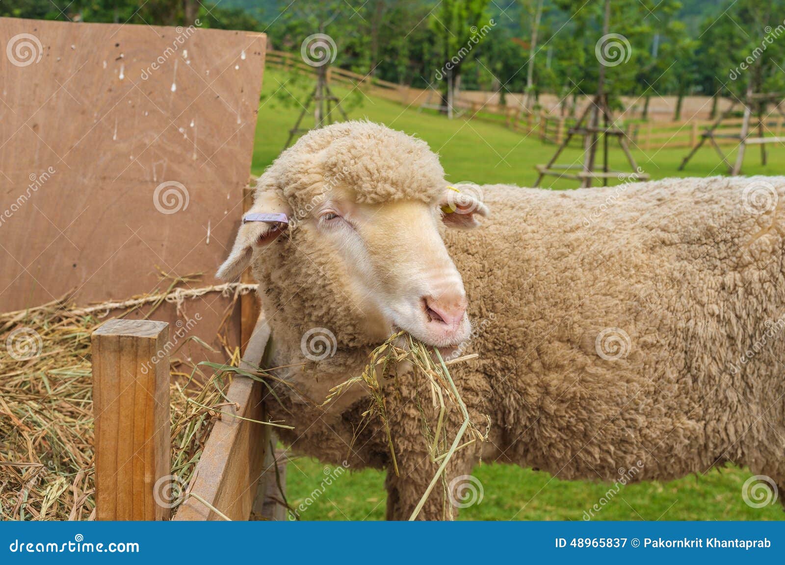 Face of Sheep stock image. Image of nature, health, built - 48965837