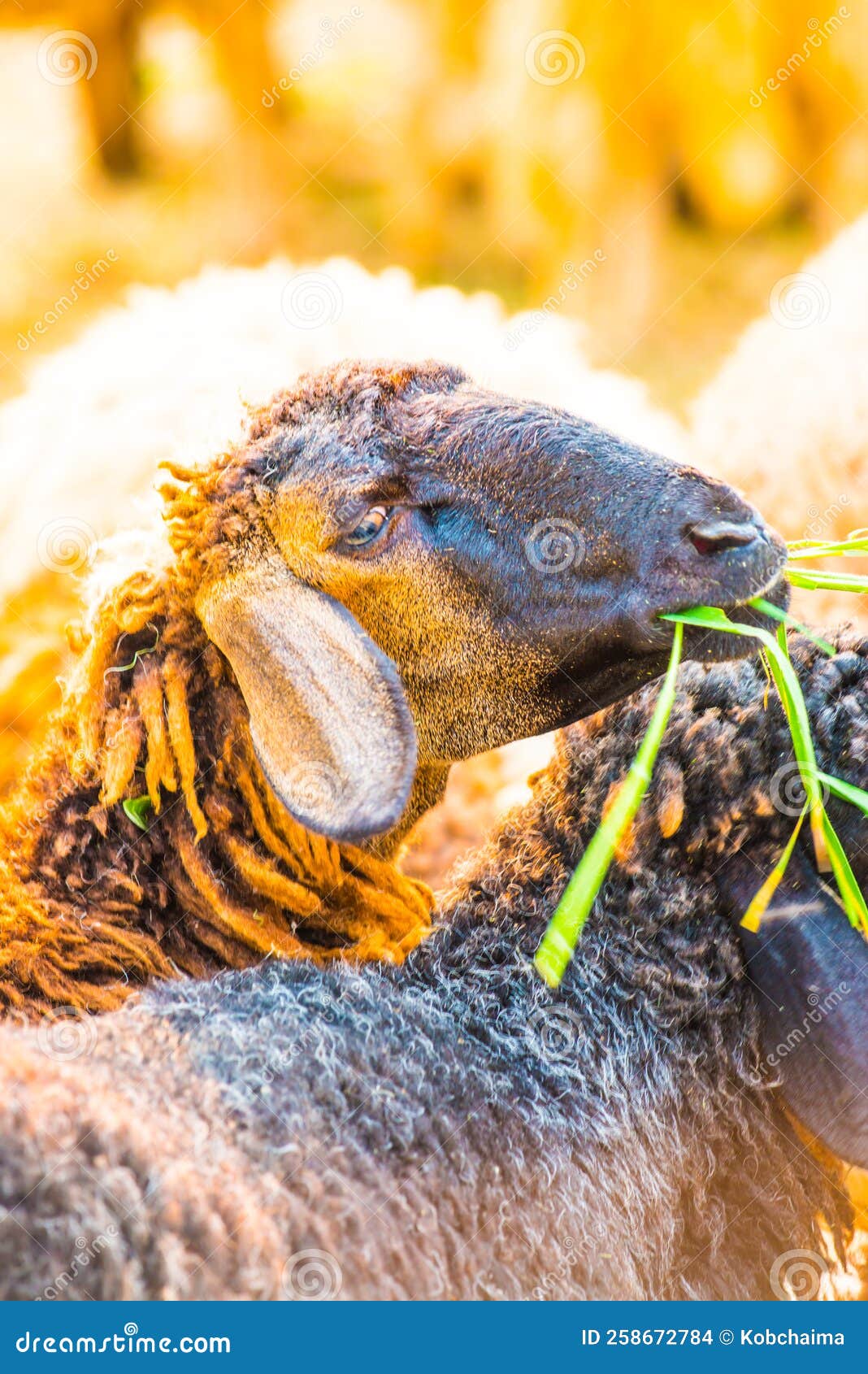 Face of sheep in farm stock photo. Image of funny, cute - 258672784