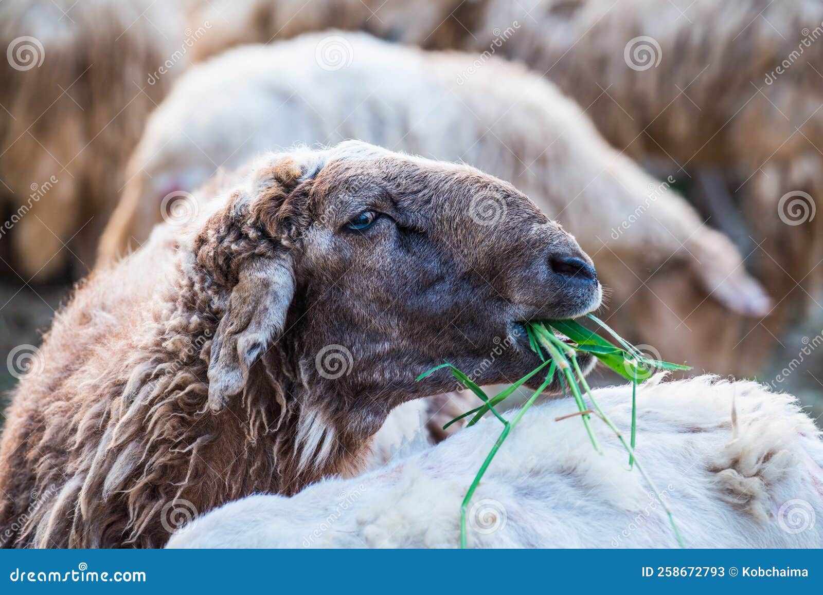 Face of sheep in farm stock image. Image of agriculture - 258672793
