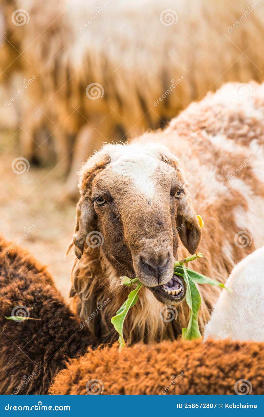 Face of sheep in farm stock image. Image of friendly - 258672807