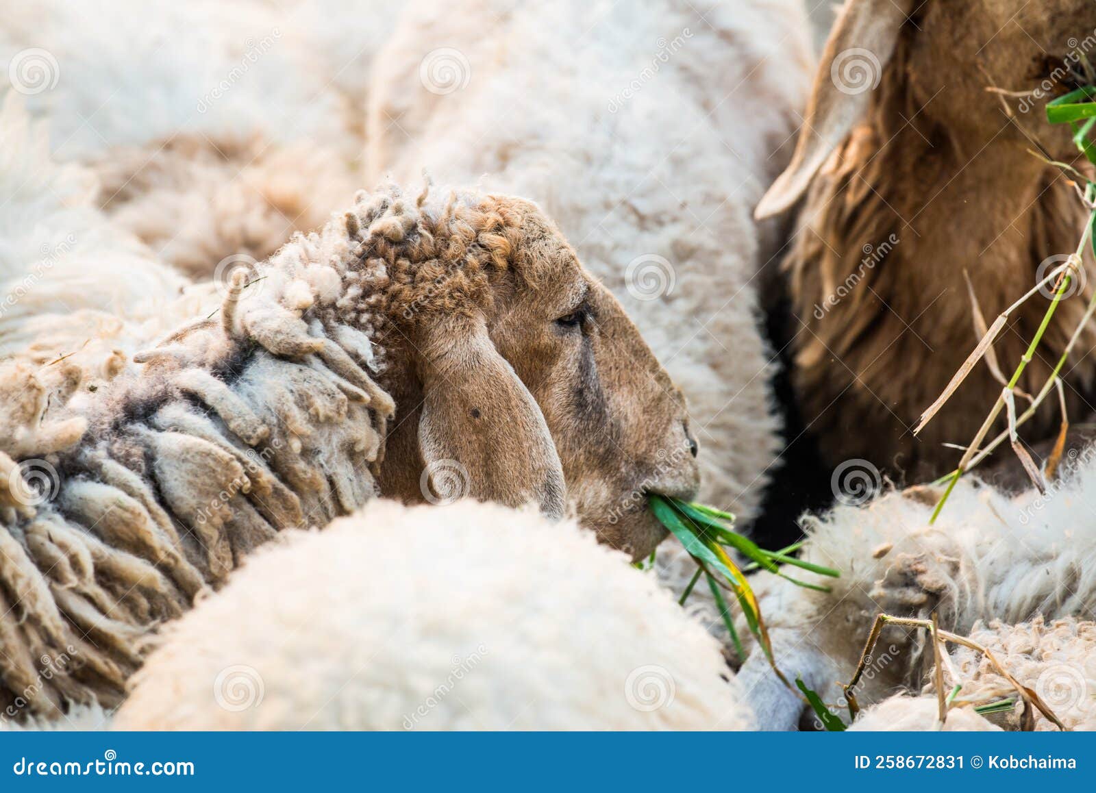 Face of sheep in farm stock image. Image of face, animals - 258672831