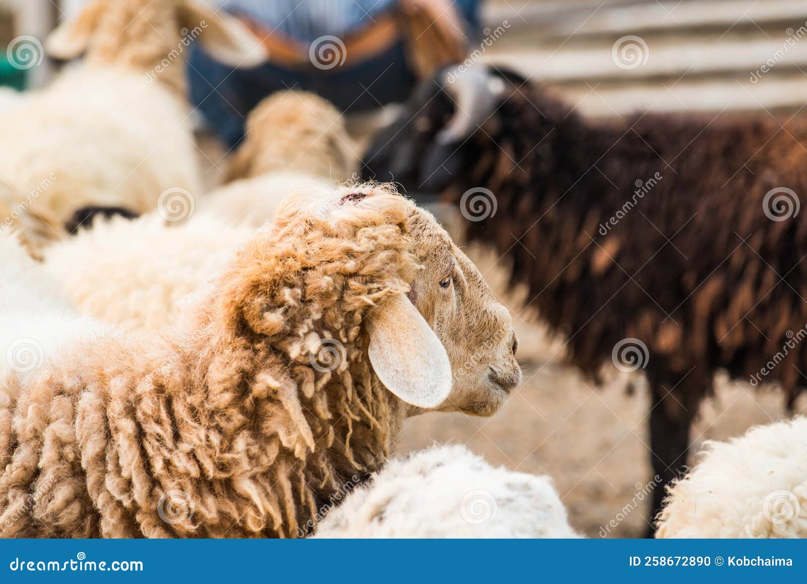 Face of sheep in farm stock photo. Image of face, rural - 258672890