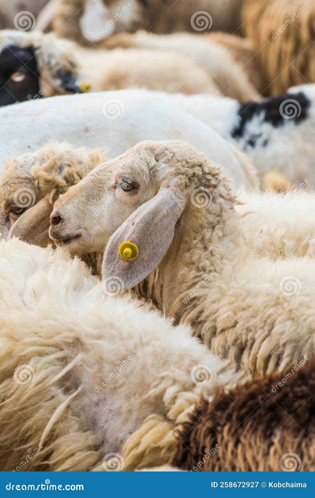 Face of sheep in farm stock image. Image of nature, hair - 258672927