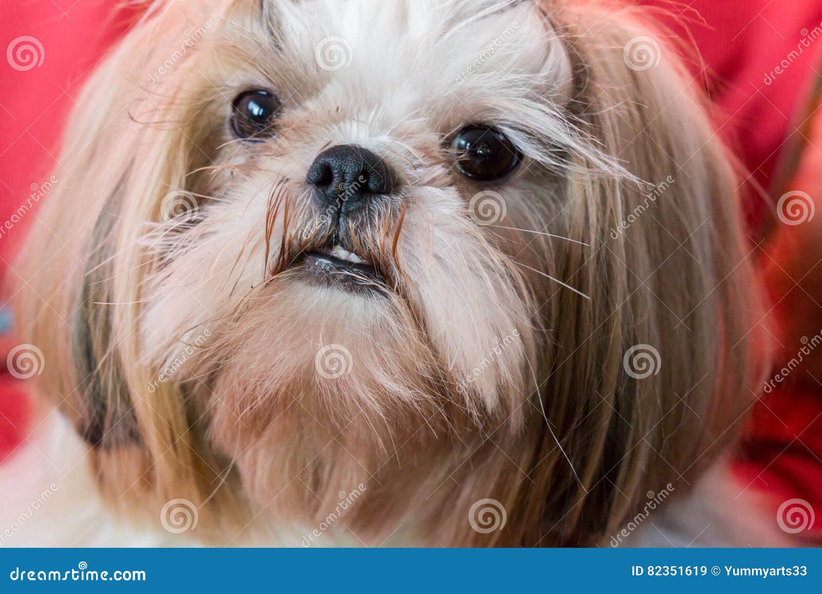 Face of Shih tzu Dog stock image. Image of face, hair - 82351619