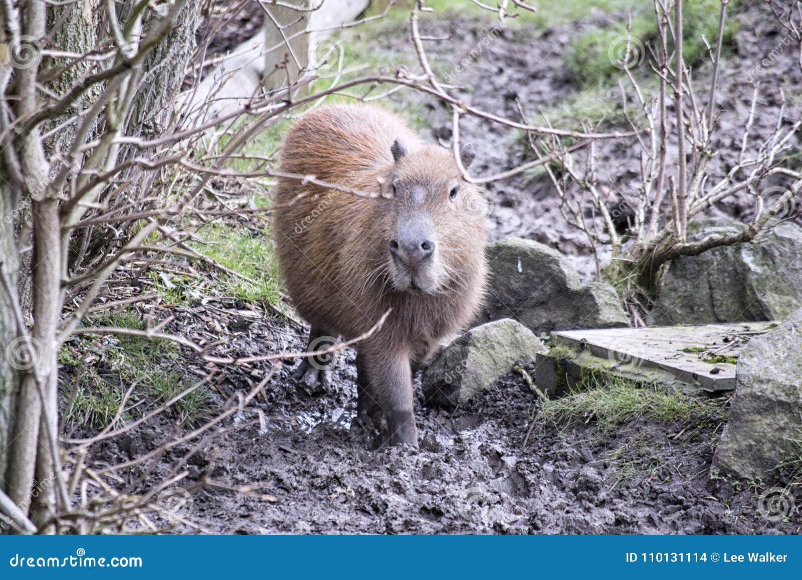 Small Capybara Walking in the Mud Stock Photo - Image of nature, cute ...