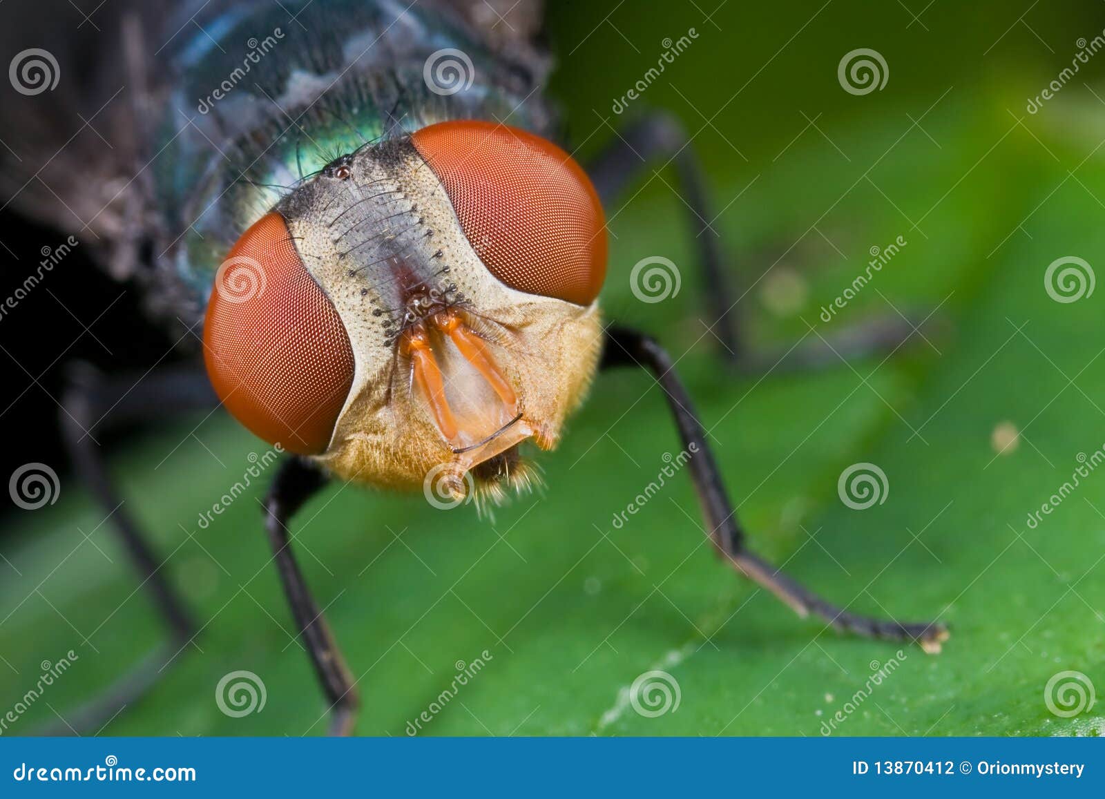 Face shot of a fly stock photo. Image of wilderness, wing - 13870412