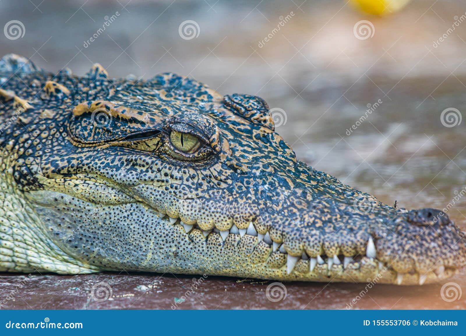 Face of Siamese crocodile stock photo. Image of closeup - 155553706