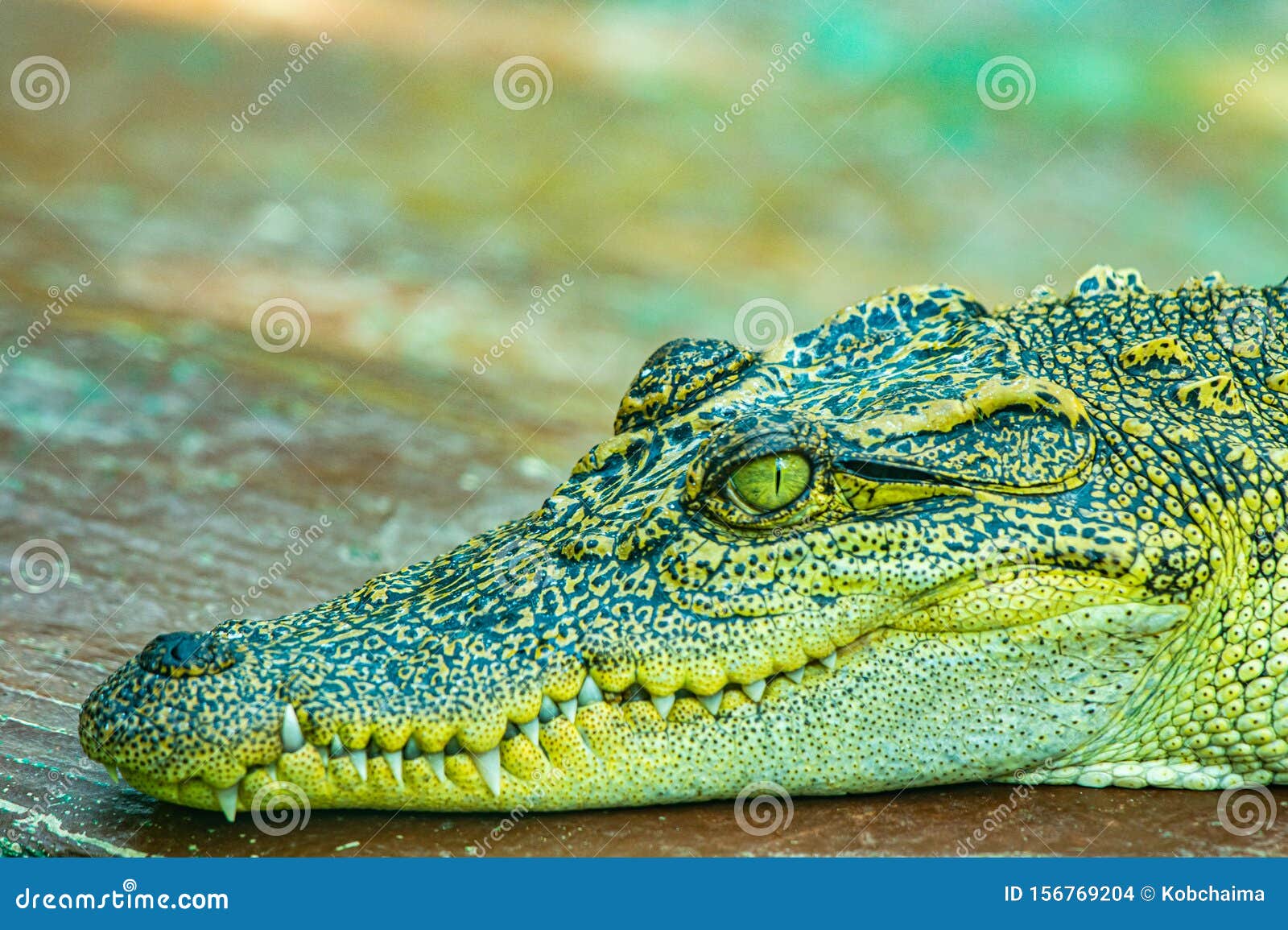 Face of Siamese crocodile stock photo. Image of danger - 156769204