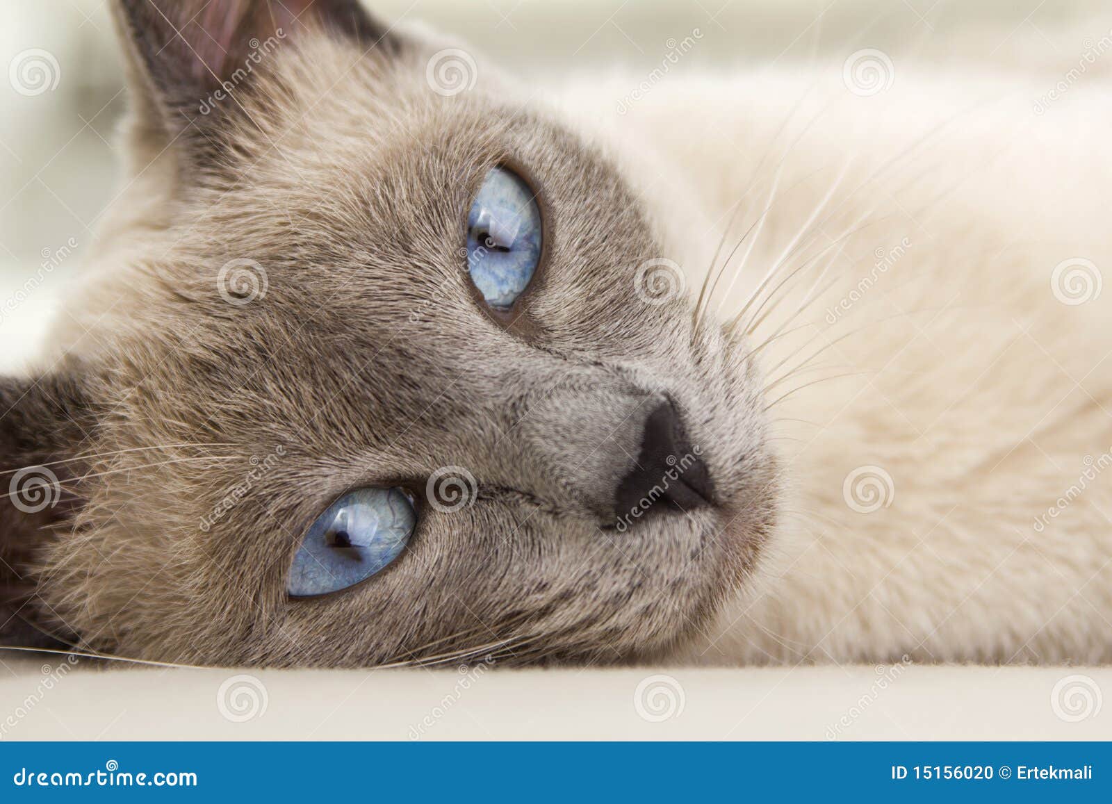 Face of Siamese Relaxing stock photo. Image of blue, individuality ...
