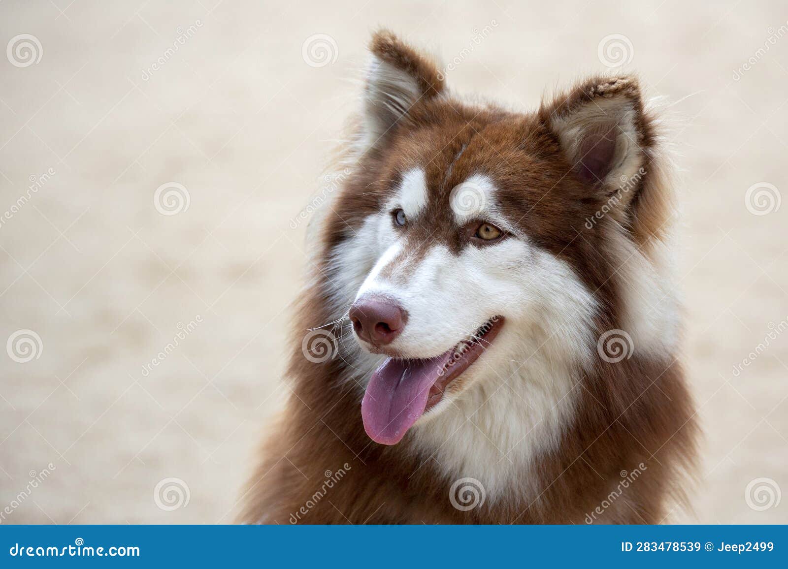 Face of Siberian husky. stock image. Image of nature - 283478539
