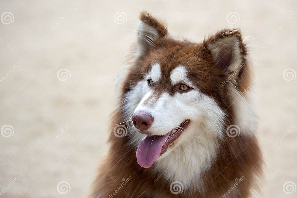 Face of Siberian husky. stock image. Image of nature - 283478539