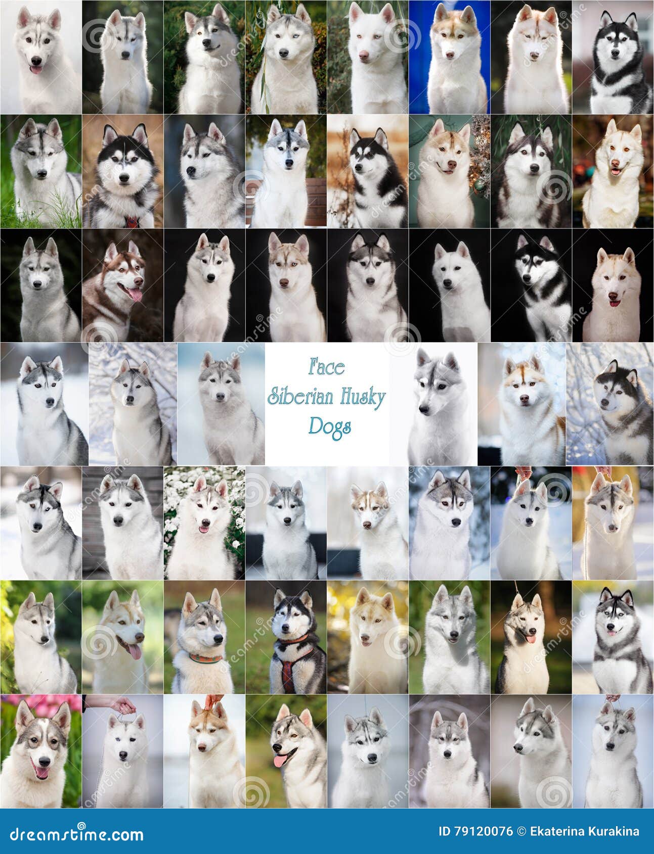 Dogs Collage Royalty-Free Stock Photography | CartoonDealer.com #42082841