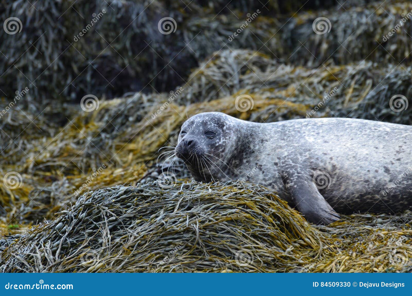 Face of Sleepy Harbor Seal stock photo. Image of seaweed - 84509330