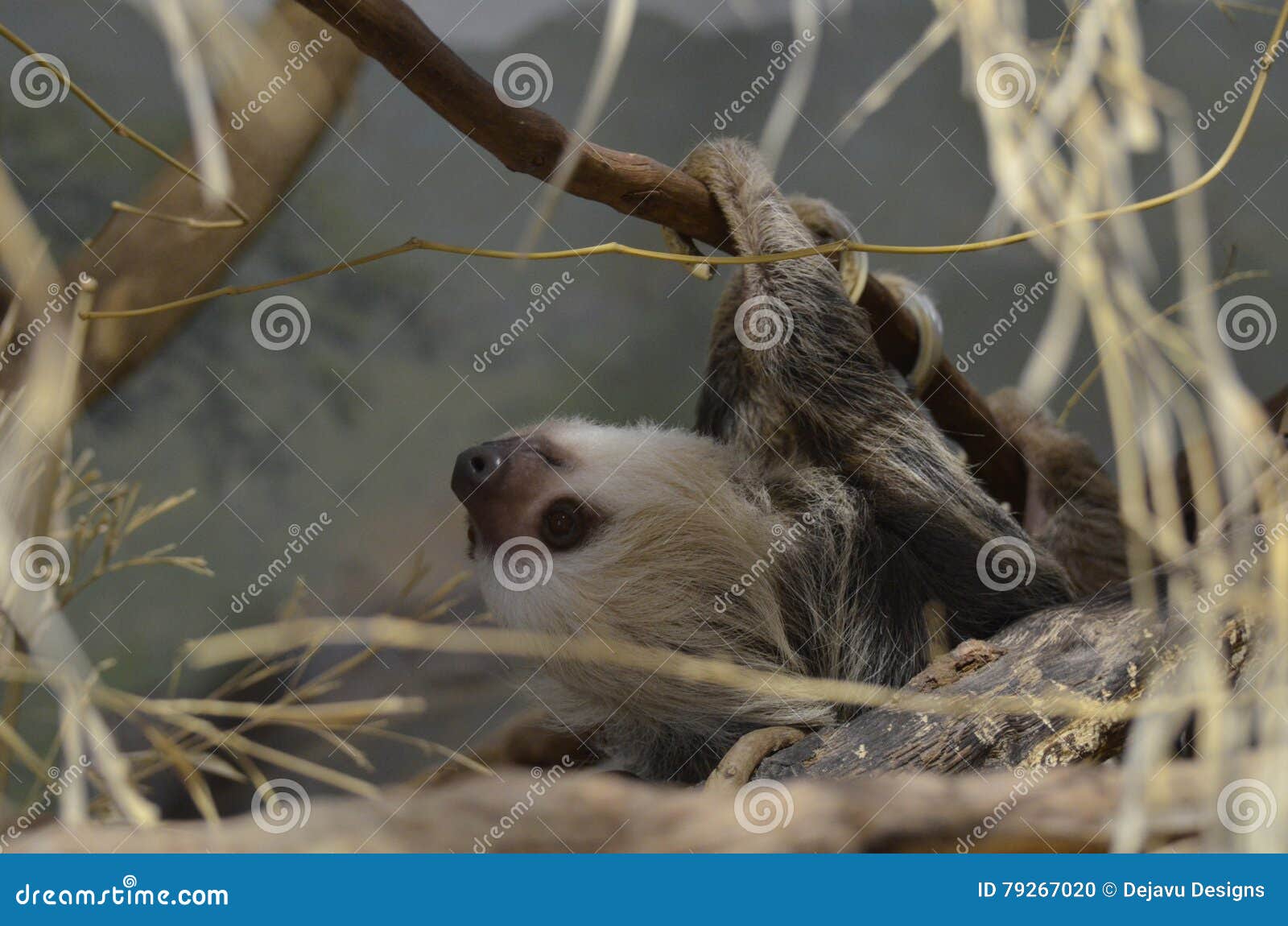 Face of a Sloth Climbing through the Trees Stock Photo - Image of ...