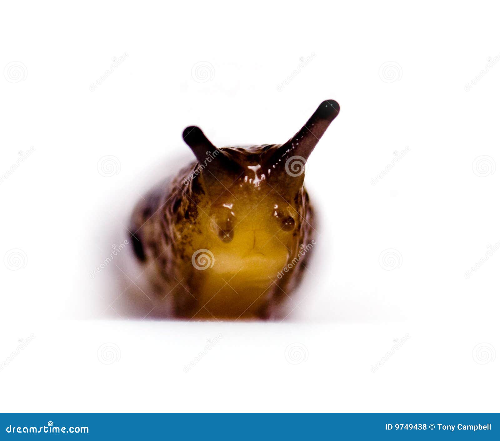 416 Face Slug Stock Photos - Free & Royalty-Free Stock Photos from ...
