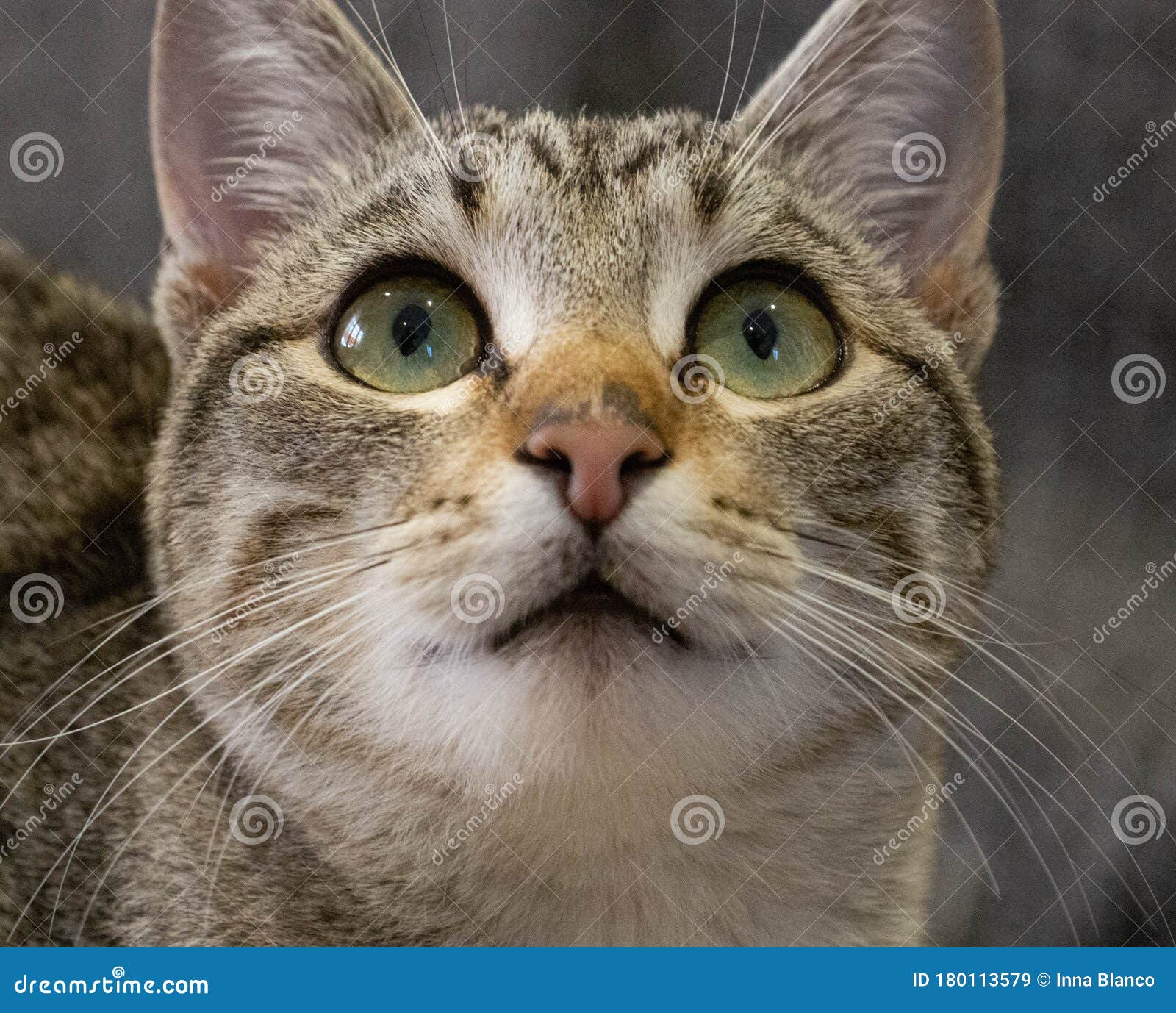 The Face of a Smart Tabby Cat Stock Image - Image of funny, grey: 180113579