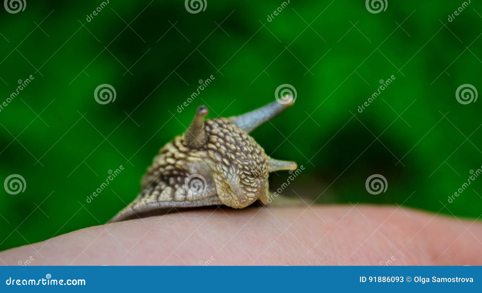 The Face of a Snail on a Hand is Close-up. Background. Stock Image ...