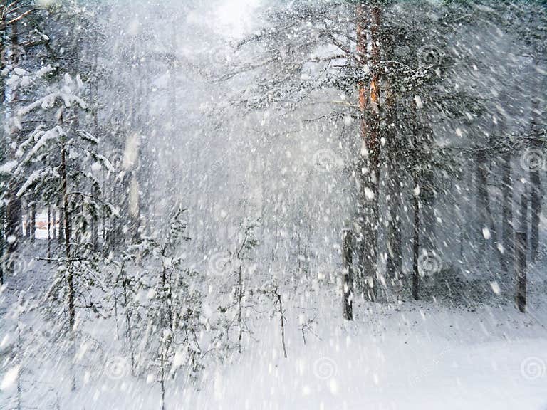 Face the snow stock image. Image of peaceful, scene, forest - 3682711