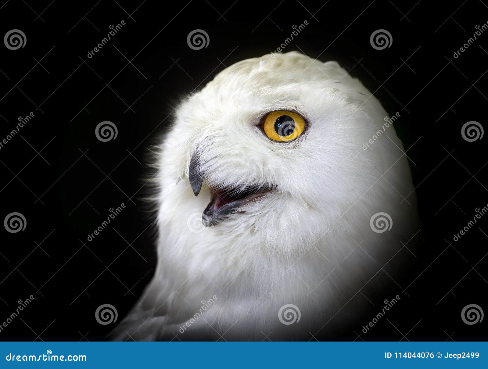 The face of the snowy owl. stock photo. Image of bird - 114044076