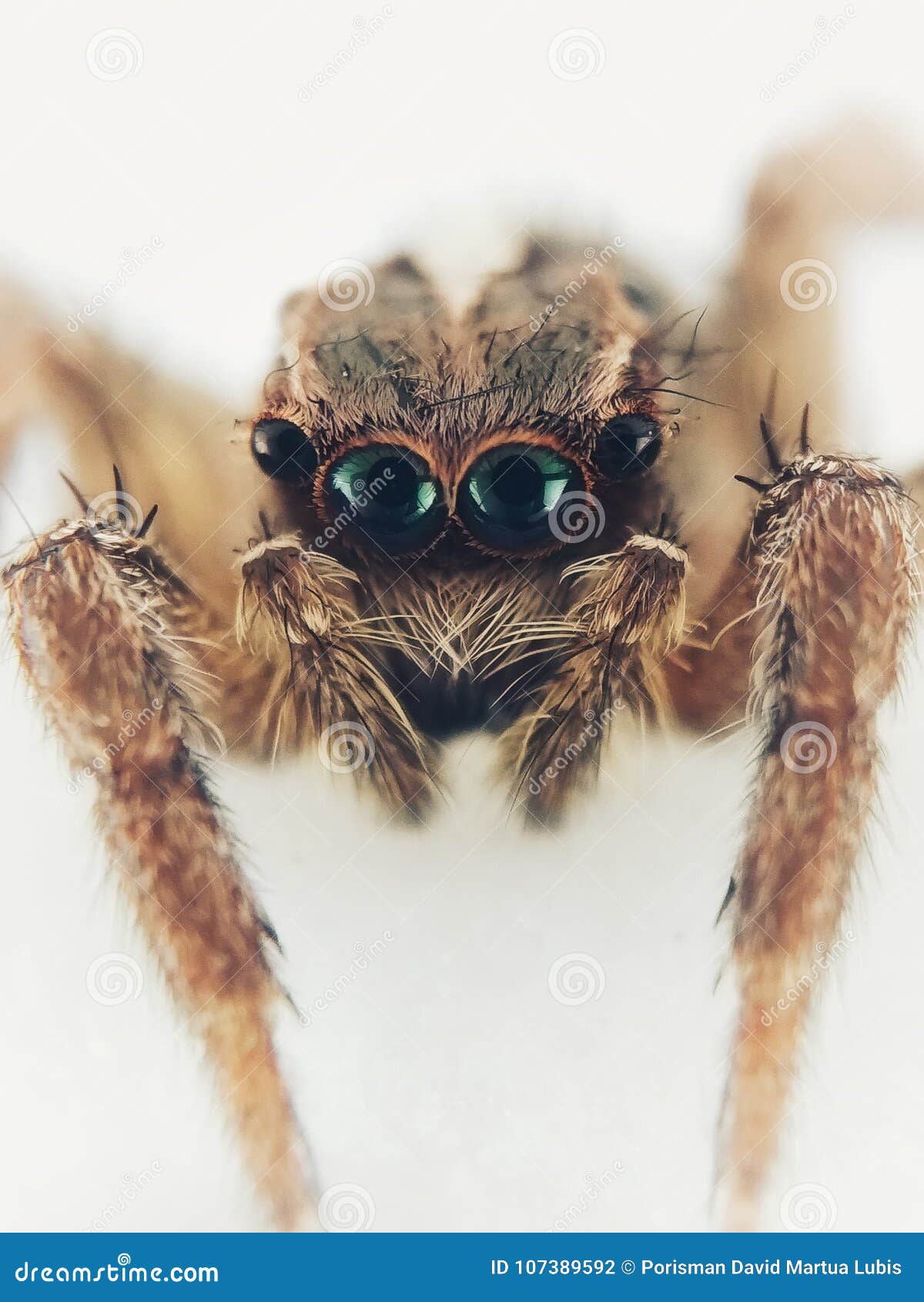 Face of Spider stock photo. Image of animal, small, macro - 107389592