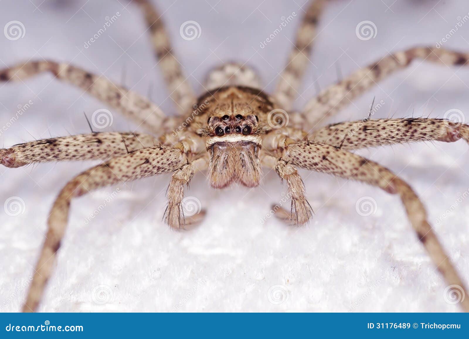 Face of spider stock image. Image of arachnida, insects - 31176489