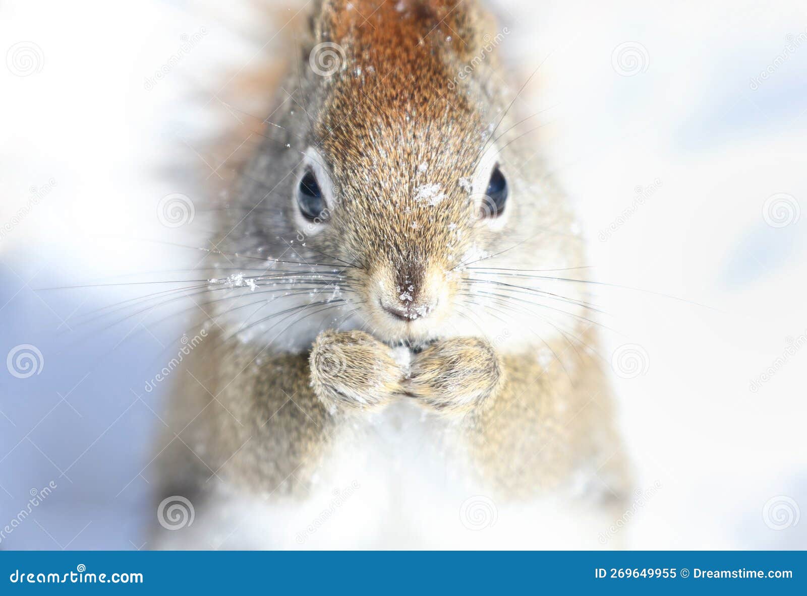 Face of Squirrel in Nature during Winter Stock Image - Image of mammal ...