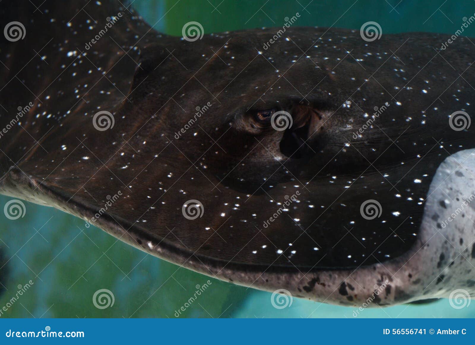 Face of a Stingray stock image. Image of swimming, face - 56556741