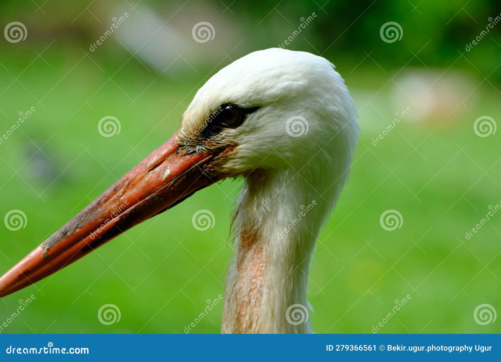 A Stork stock image. Image of ciconiidae, swan, bird - 279366561