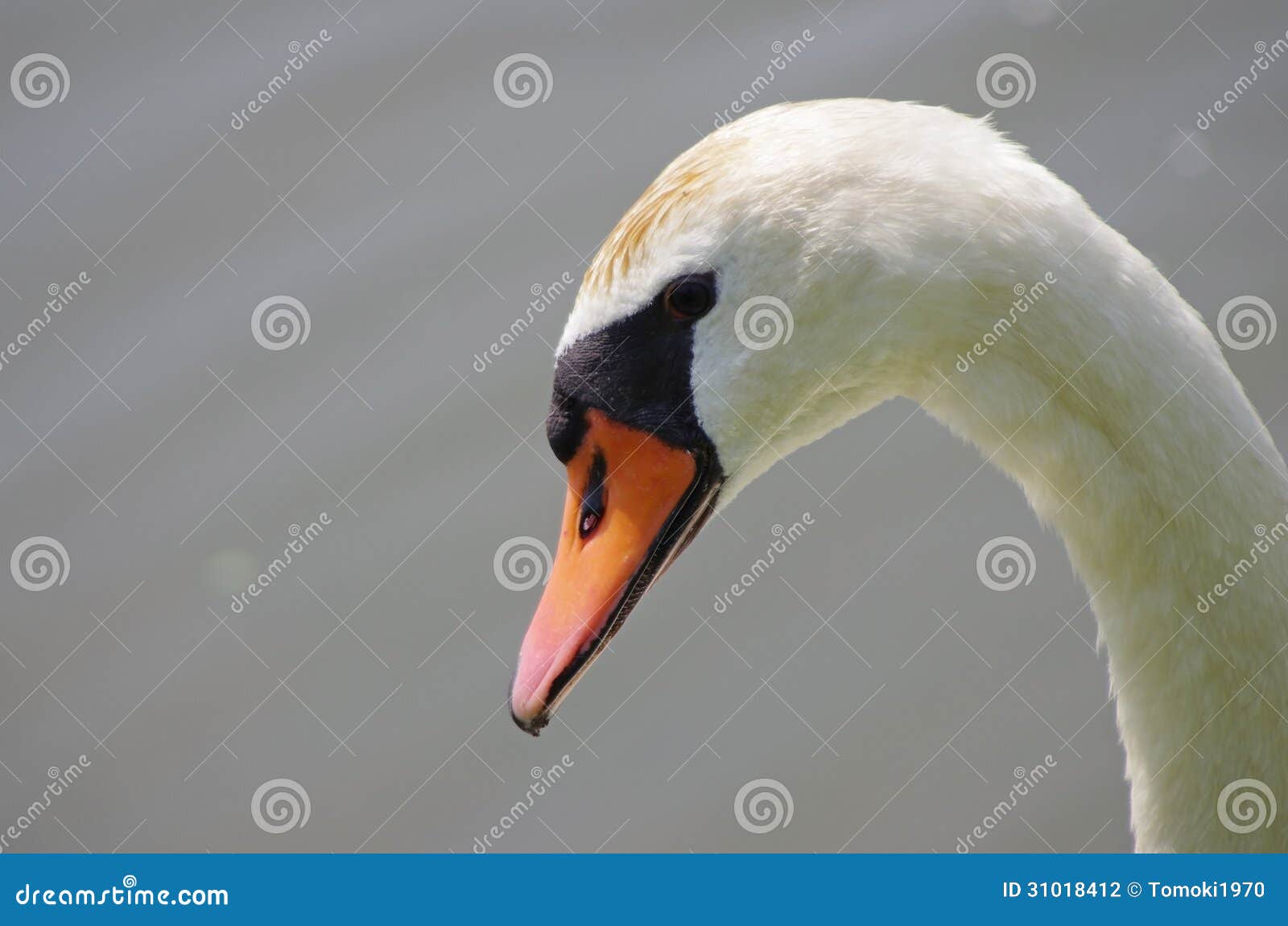 Face of a swan stock photo. Image of wild, bird, pond - 31018412