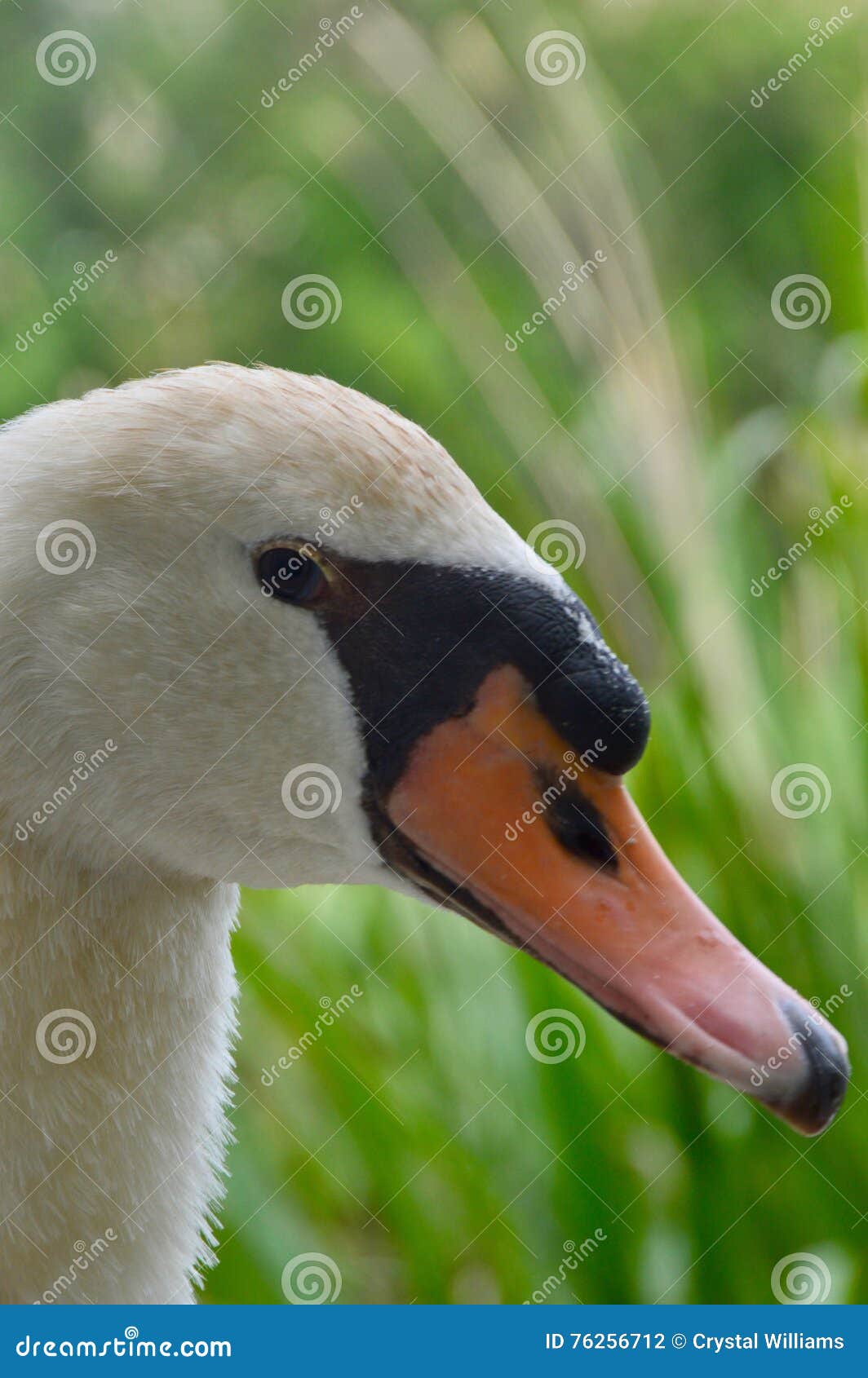 Face of a Swan stock photo. Image of white, swan, wildlife - 76256712