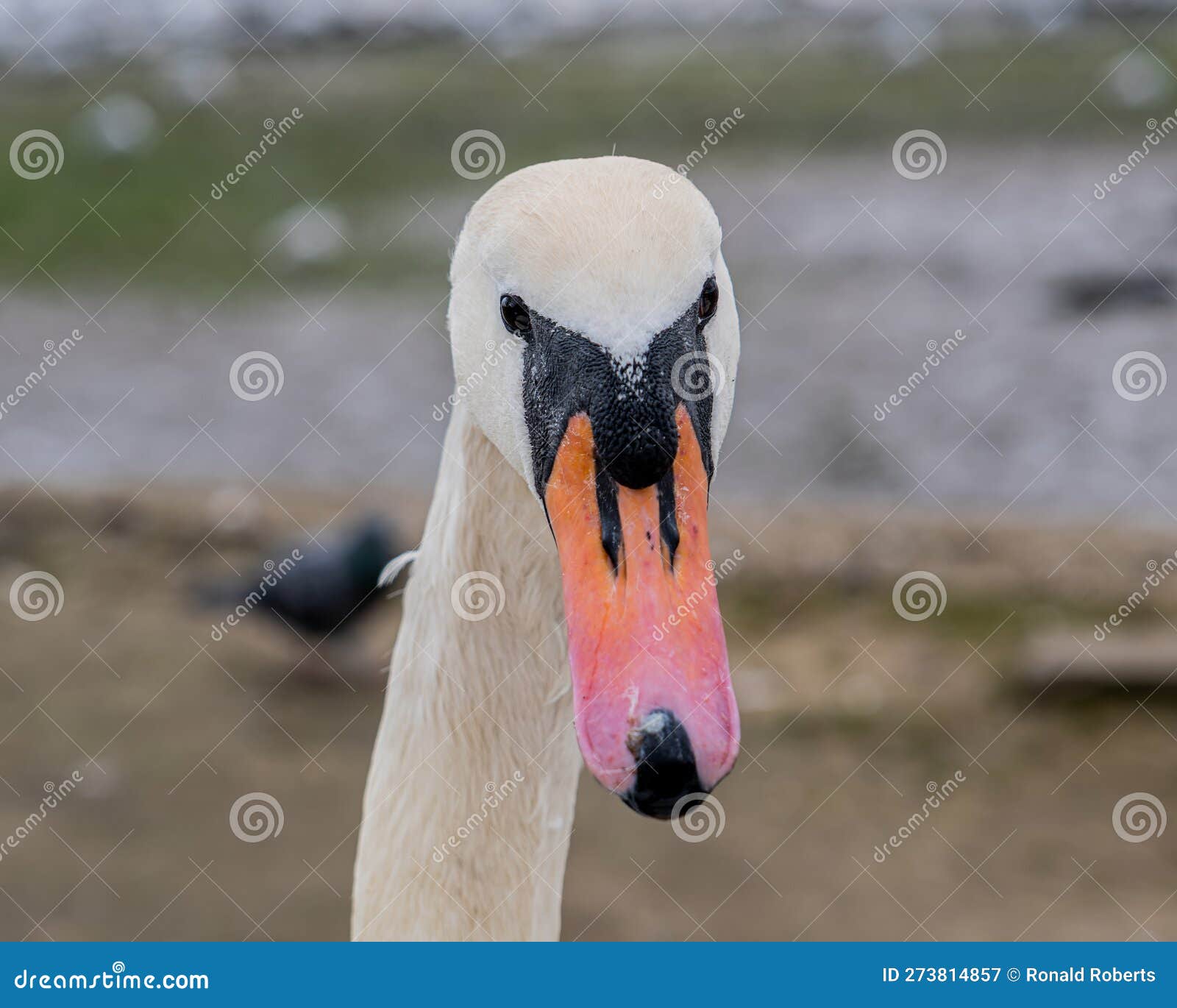 Face of a swan stock image. Image of nature, swan, bird - 273814857