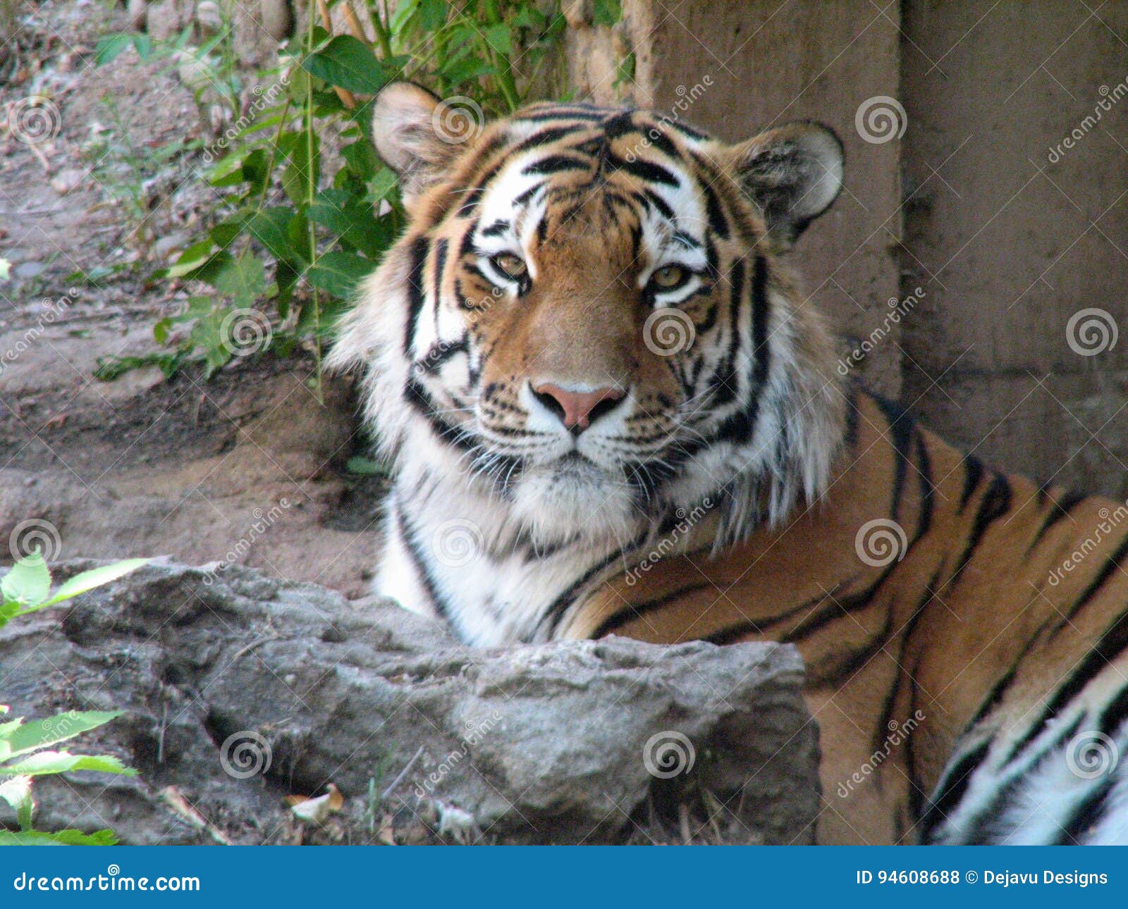 Face of a Sweet Looking Tiger Stock Photo - Image of wild, wildlife ...
