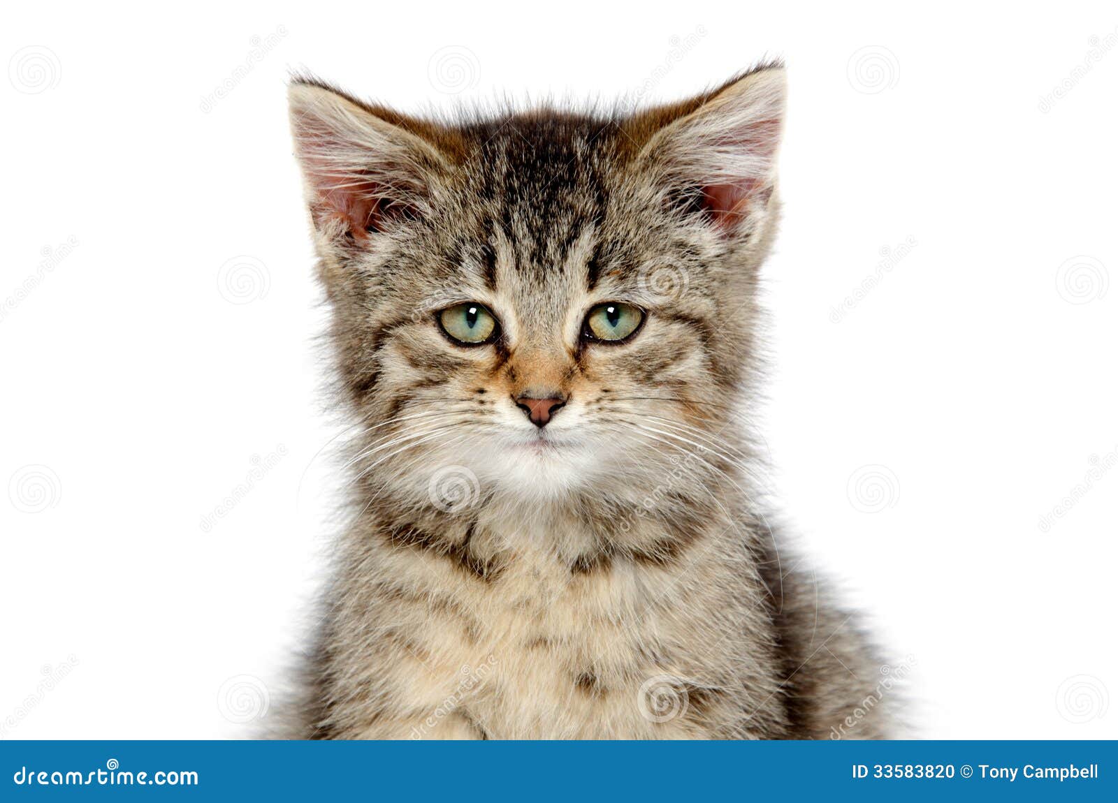 Face of tabby kitten stock photo. Image of feline, background - 33583820