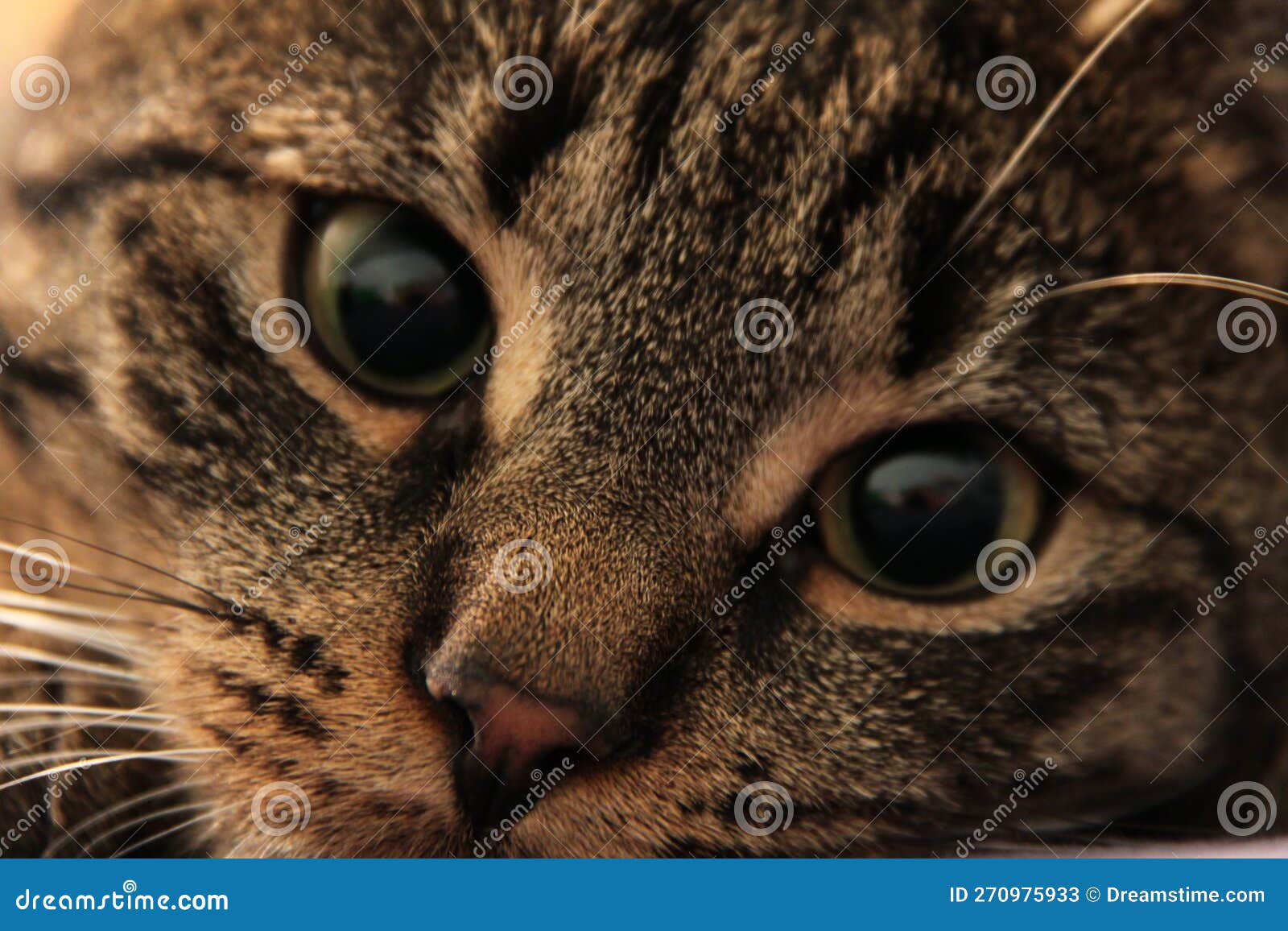 The Face of a Tiger Cat with Large Eyes and Wide Pupils. Stock Image ...