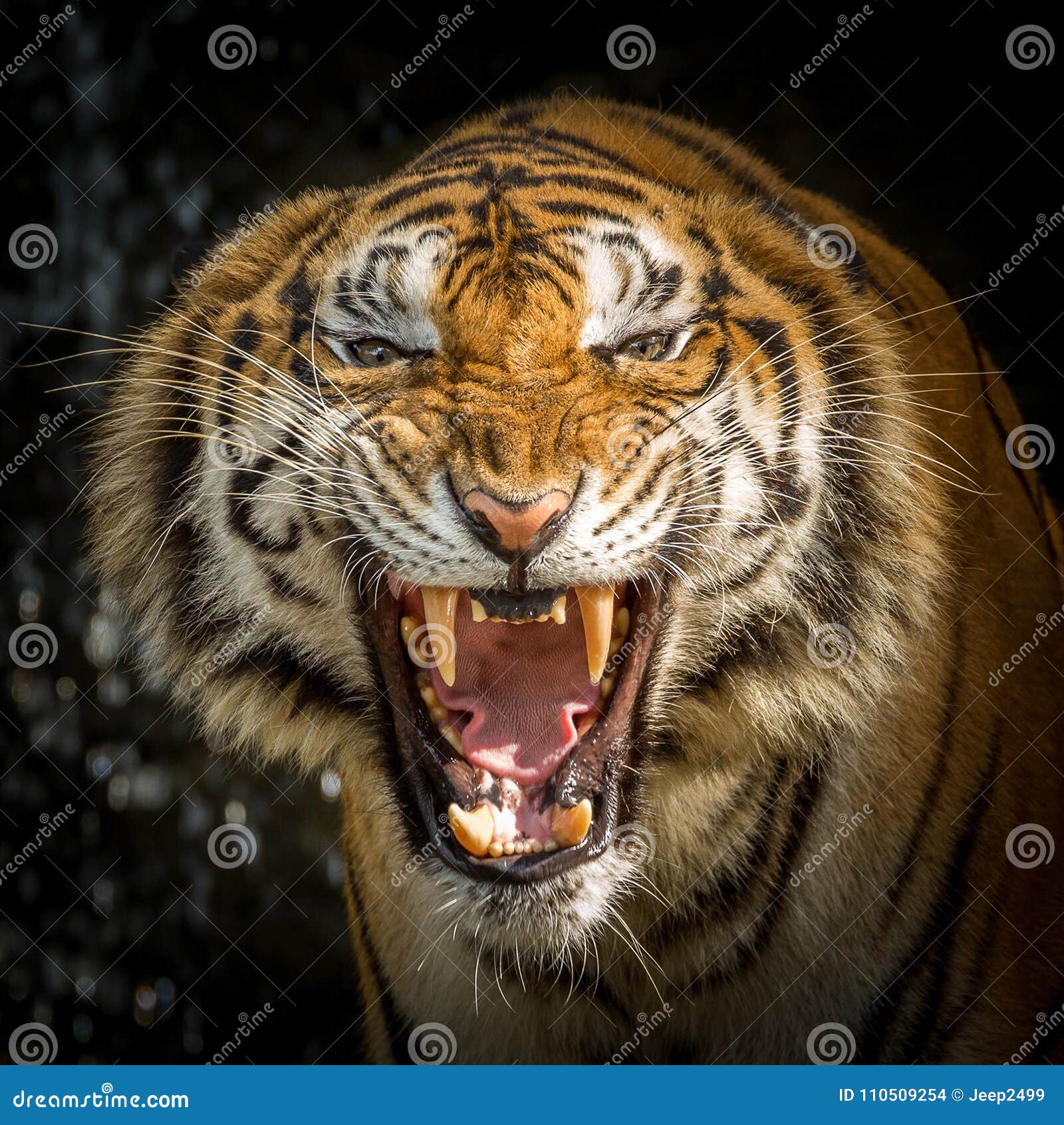 Siberian Tiger Face Roar