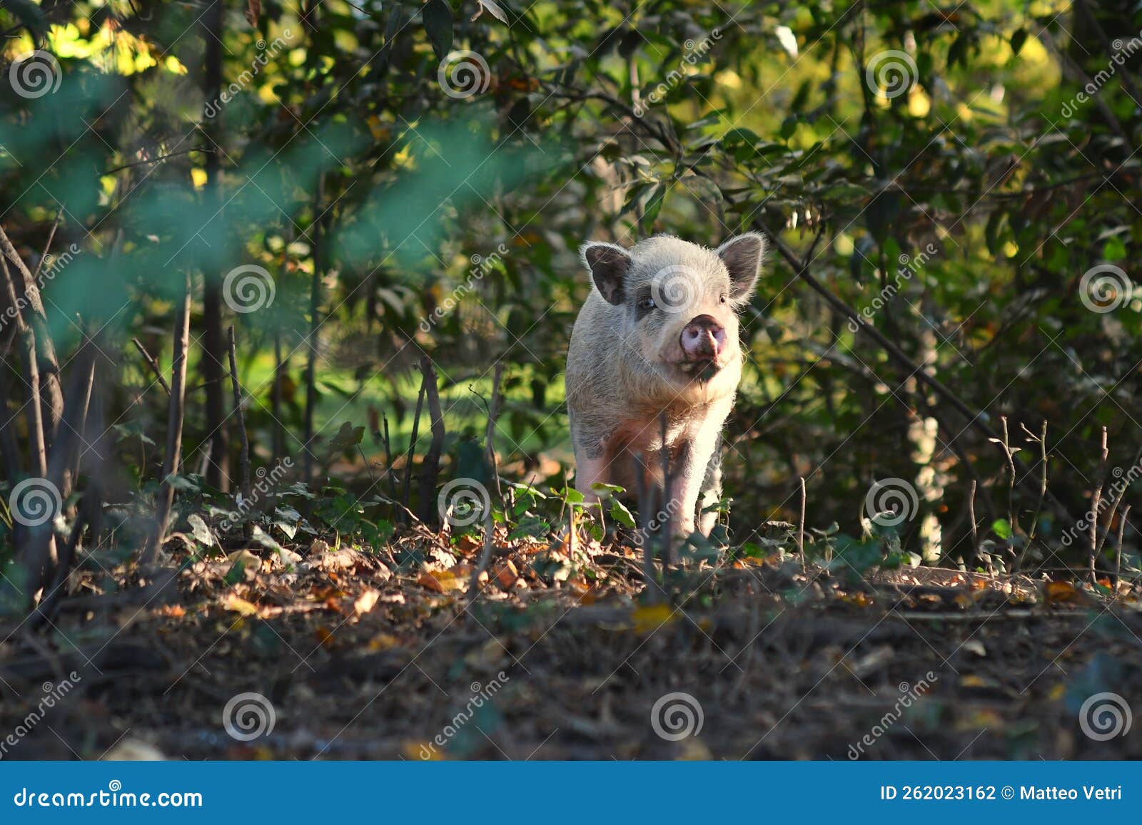 Face To Face with a Dwarf Pig in the Woods Stock Photo - Image of ...