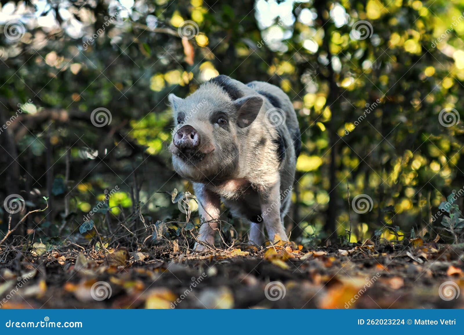 Face To Face with a Dwarf Pig in the Woods Stock Photo - Image of plant ...