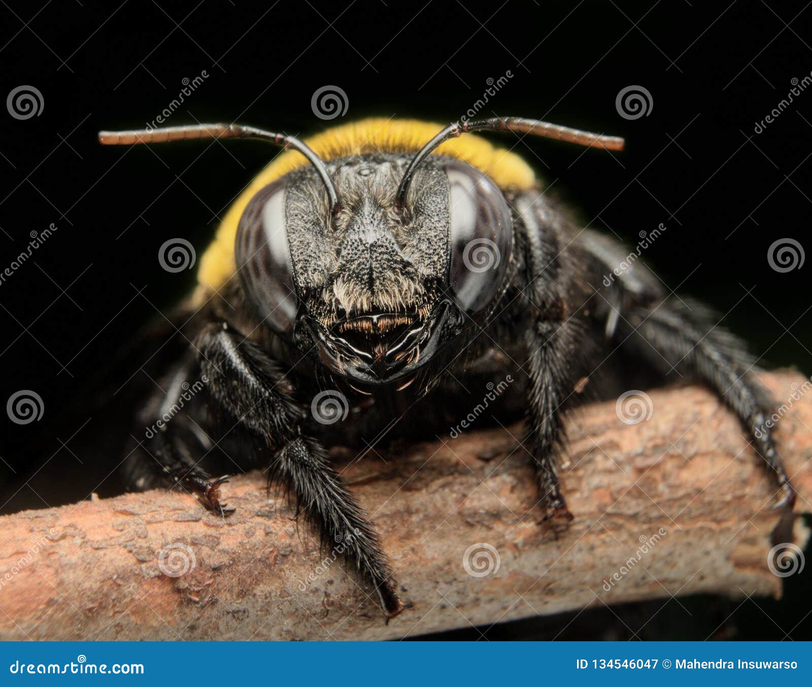 Carpenter bee stock image. Image of graphic, face, idea - 134546047