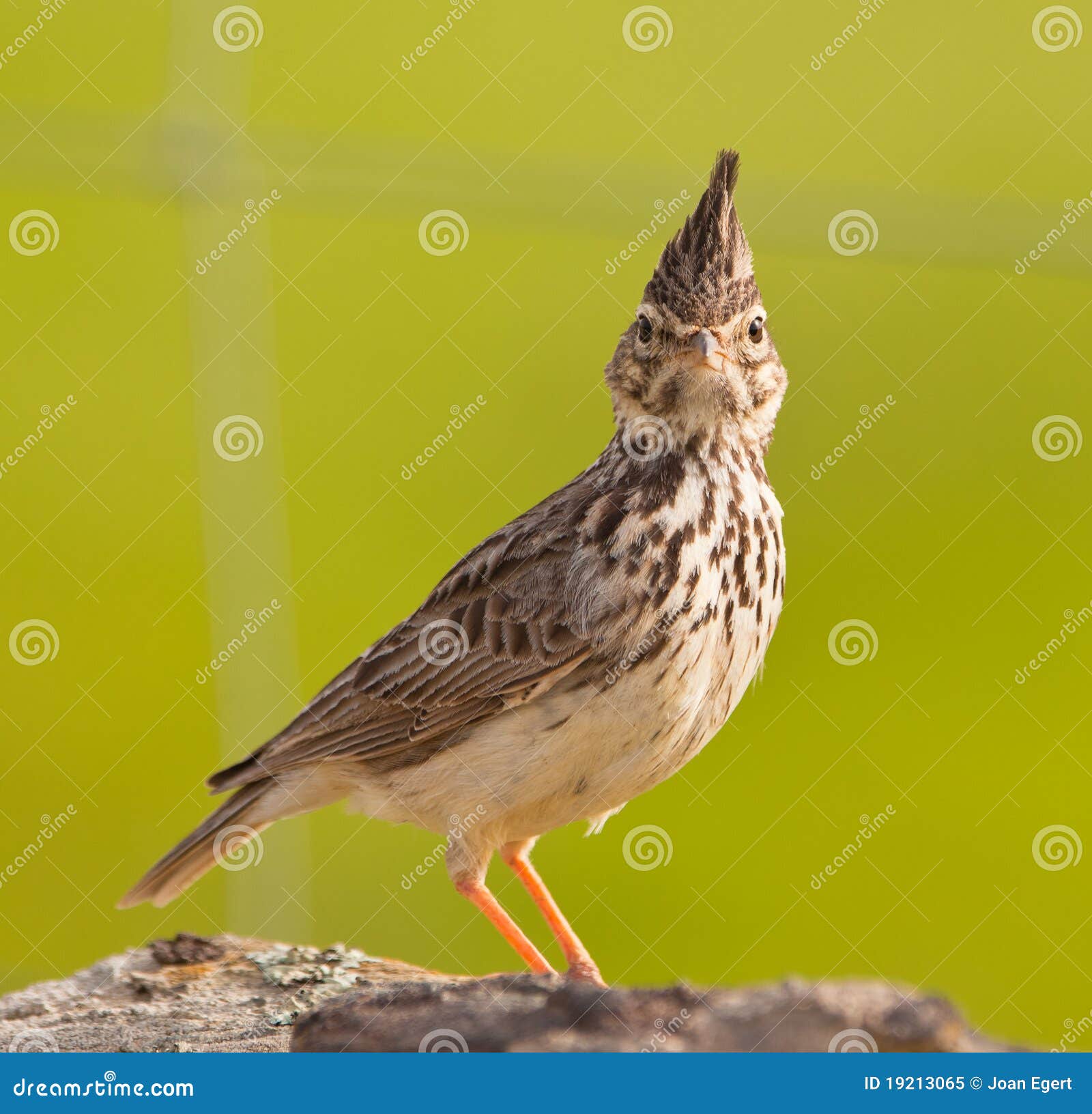 Face To Face with the Crested Lark Stock Image - Image of colour ...