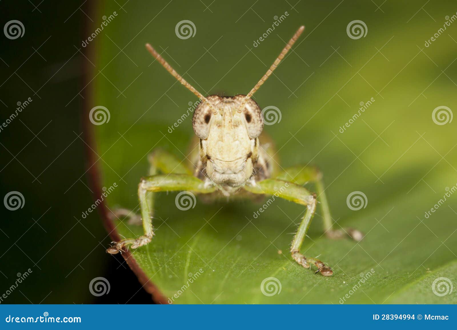 Face To Face Nymph Green Grasshopper Stock Photo - Image of acrididae ...